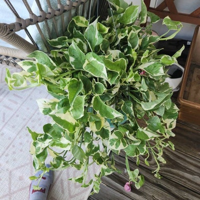4 Inch Live Potted magenta Kalanchoe Kalandiva Double Blooms - Etsy