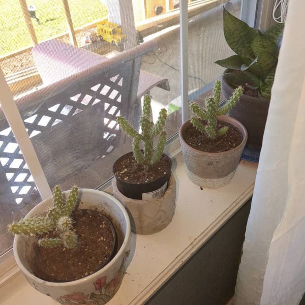 Exact Opuntia snow Plant, Fully Rooted AKA Blue Jacket Cactus, 4T, Each ...