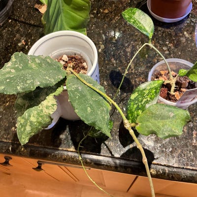 Hoya ALBO Variegated Polyneura ROOTED Cutting ONE Node Cutting Grower's ...