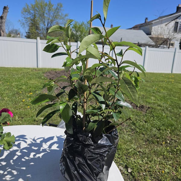 Fuchsia Voodoo 1 Live Plant Ship in 6" Pot - Etsy