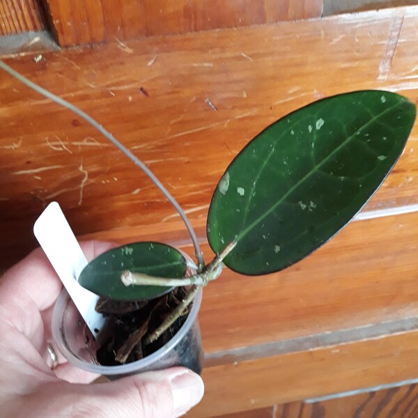 Hoya Cv. ‘crystal’ - Etsy