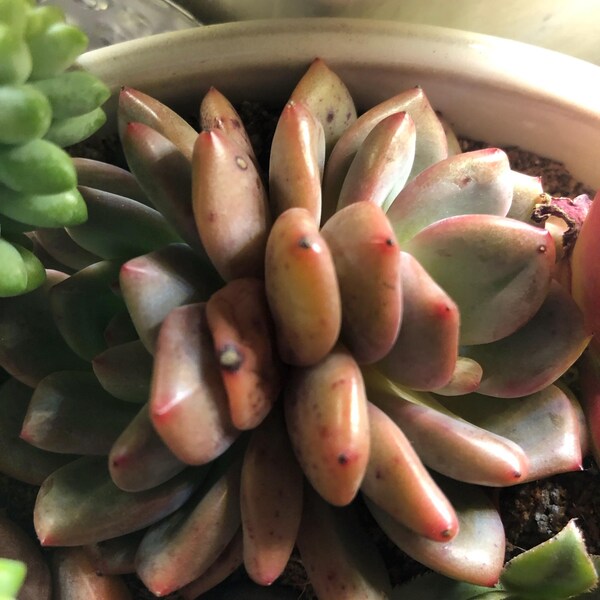 Echeveria Ariel Rare Succulent Plants Live, 2 Heads 3-3.5” Red, Bare ...