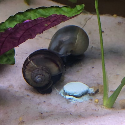 Super Snello 8oz, Aquatic Snail Food, Dehydrated, Snail Jello, Mystery ...