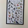 Backyard Birds of the Midwest / North America Bird Identification ...