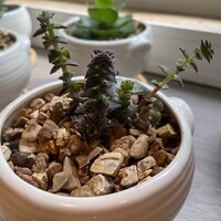 RARE Crassula Tabularis Pagoda Village Succulent Plant 2 Pot - Etsy Canada