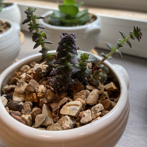 RARE | Crassula Tabularis Pagoda Village - Succulent Plant 2" Pot - Etsy
