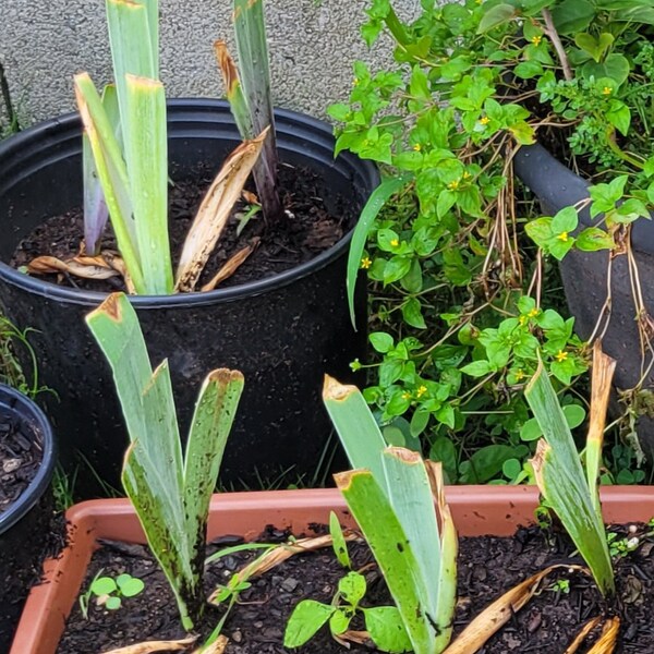 Iris 'pink Cameo' Pale Pink Tall Bearded Iris - Etsy