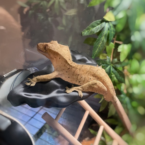 Crested Gecko and Frog Hanging Wavy Mushroom Ledge - Etsy UK
