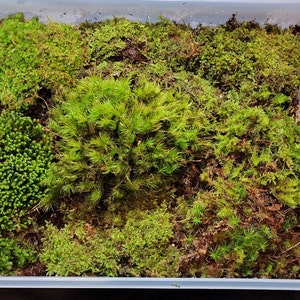 Assorted Live Moss Fairy Garden Moss Terrarium Plants - Etsy