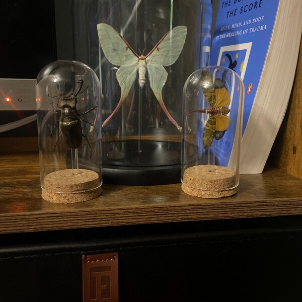 2 Beetle Cicada Glass Dome Preserve Insects in Bell Jar Taxidermied ...
