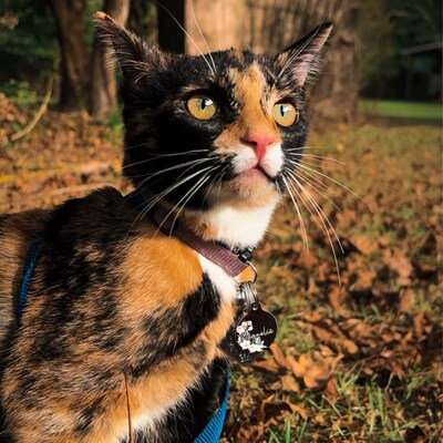 Shrimp Pet Tag, Food Dog Tag, Dachshund Accessories, Fish Cat Tag ...