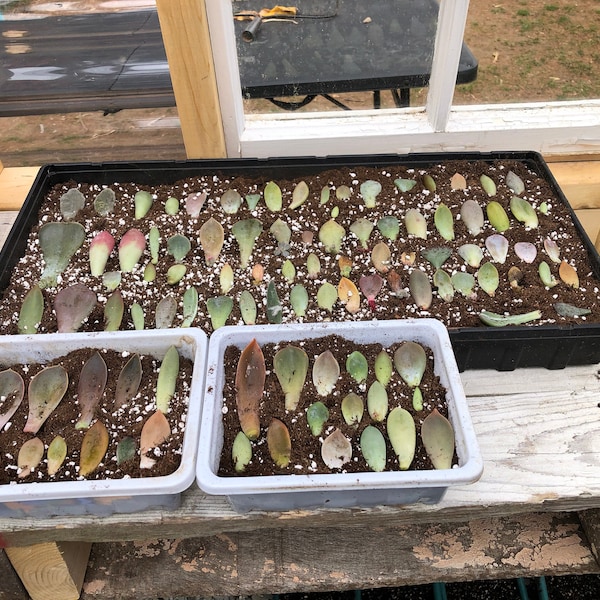 Succulent Leaf Starters | Propagation - Etsy