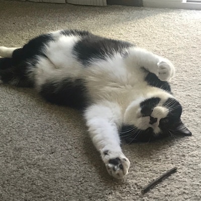 20 Ct Mini Matatabi Cat Chew Sticks All Natural Catnip Alternative ...