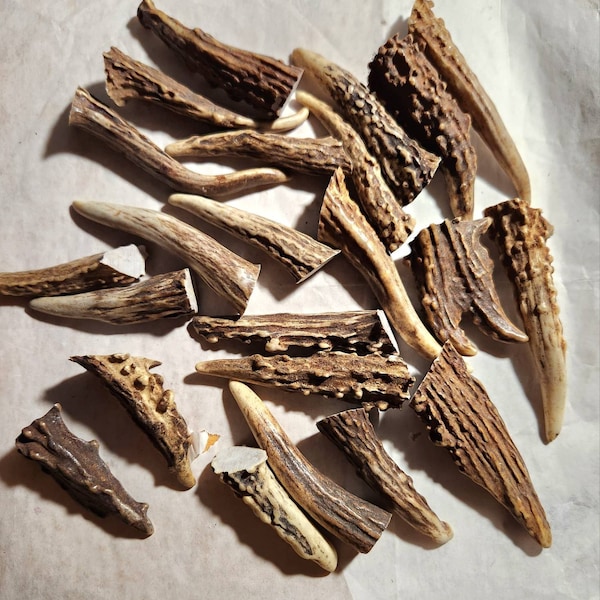 Bulk Packs - Small Polished Deer Antler Crafting Tips /tines/points ...