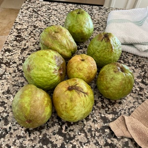 Fresh Whole Burdock Root, Gobo Root - Etsy