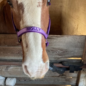 Personalized Horse Halter Halter Monogrammed Horse Halter - Etsy