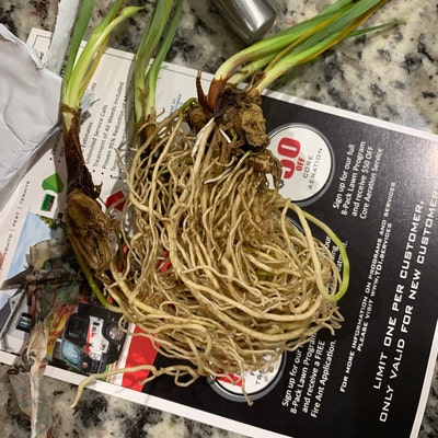 Society Garlic Live Plants Bare Root - Etsy