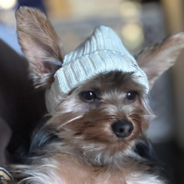 Ribbed Cuff Beanie, S-L, Dog Beanie, Dog Hat, Pet Outdoor, Pet Clothing ...