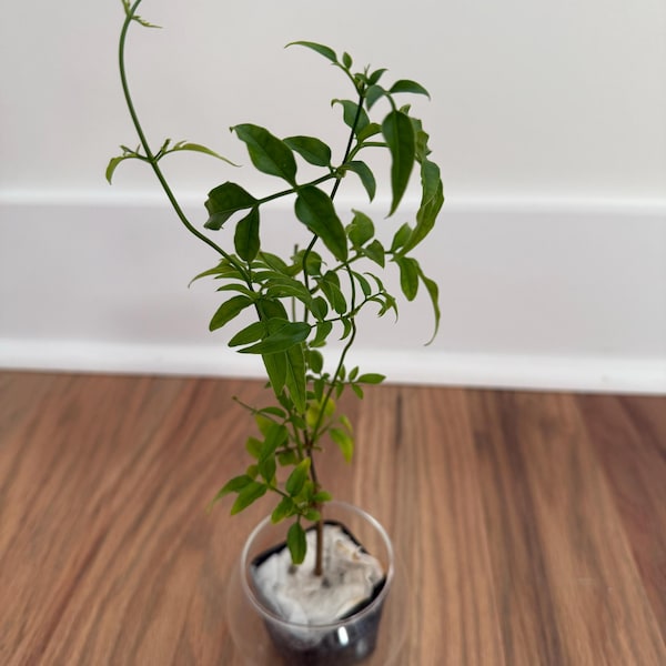 Starter Podocarpus Macrophyllus Maki Tree Outdoor Plant Landscape Live ...