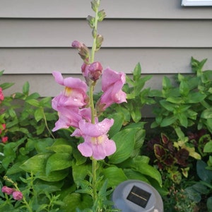 300 Cleome Queen Mixed Color Flower Seeds | Etsy