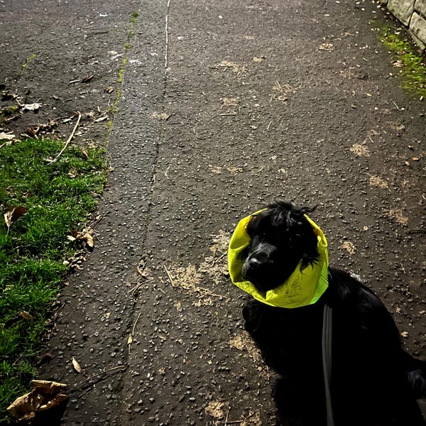 Waterproof Coat made to Measure for Cocker Spaniels, Redgranate - Etsy