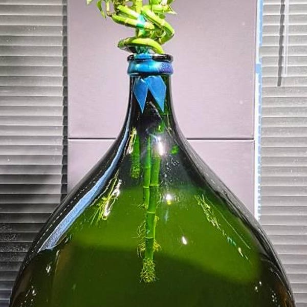 54 Liter Italian Demijohns - Light Green Glass Jar 66cm Demijohns ...