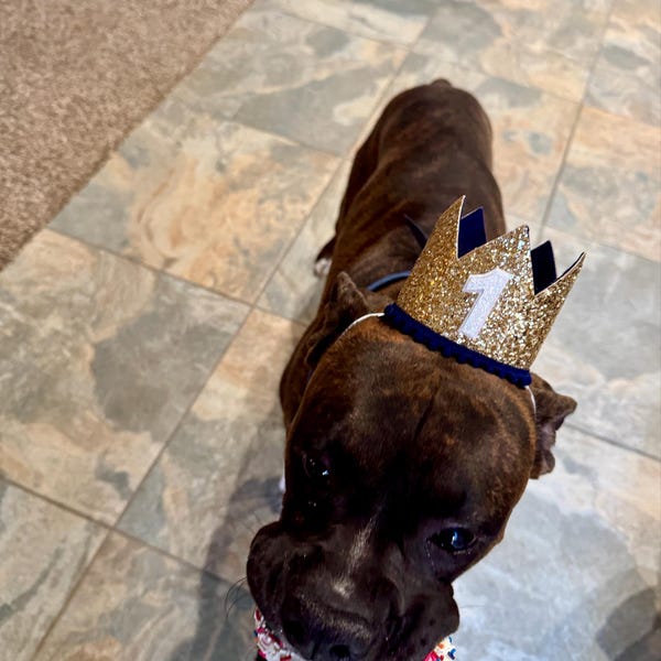 Dog Birthday Crown | Pet Birthday Crown | Dog Crown | Pet Crown | Dog ...