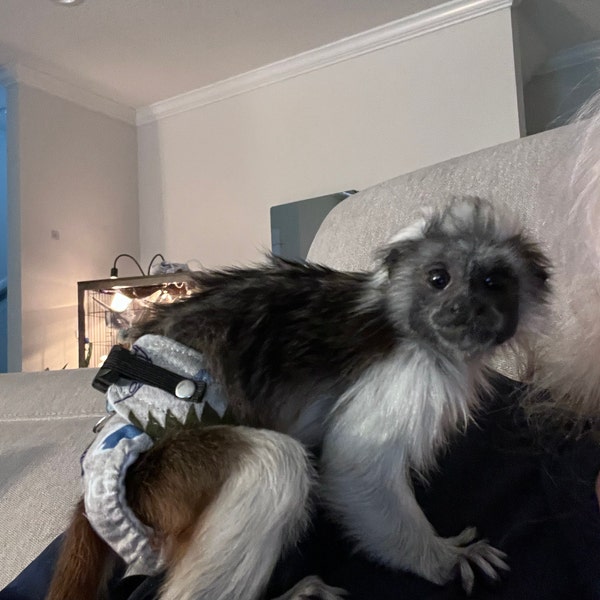 CAPUCHIN DIAPER SET in Dinosaurs - Etsy