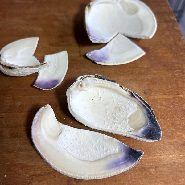 Med to Large Quahog Clam Shells- 10. (wampum Shells) - Etsy
