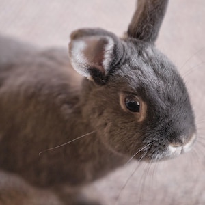 Rabbit Urn Pet Memorial Ashes Casket - Etsy