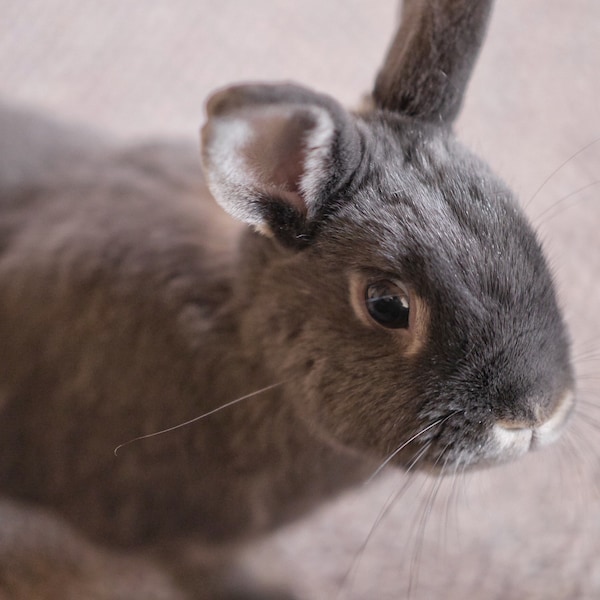 Rabbit Urn Pet Memorial Ashes Casket - Etsy