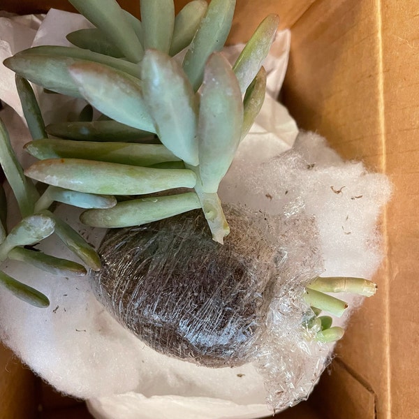 Graptosedum “francesco Baldi”, Darley Sunshine, Hardy Succulents ...