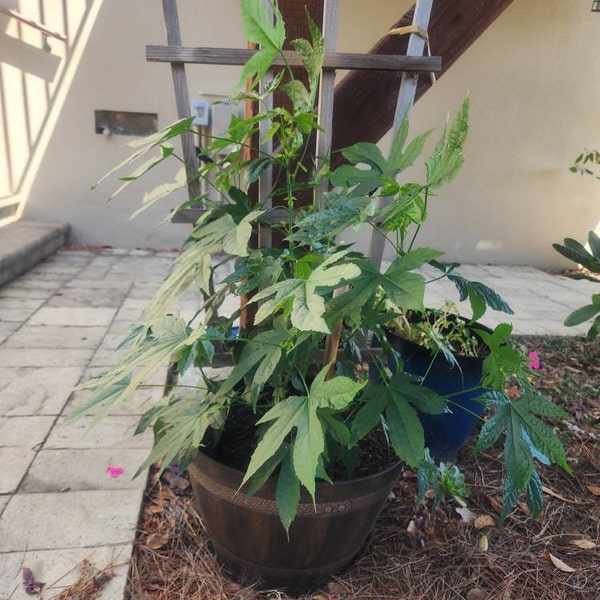 Anigozanthos 'BUSH RANGER' dwarf Red Kangaroo Paw - Etsy