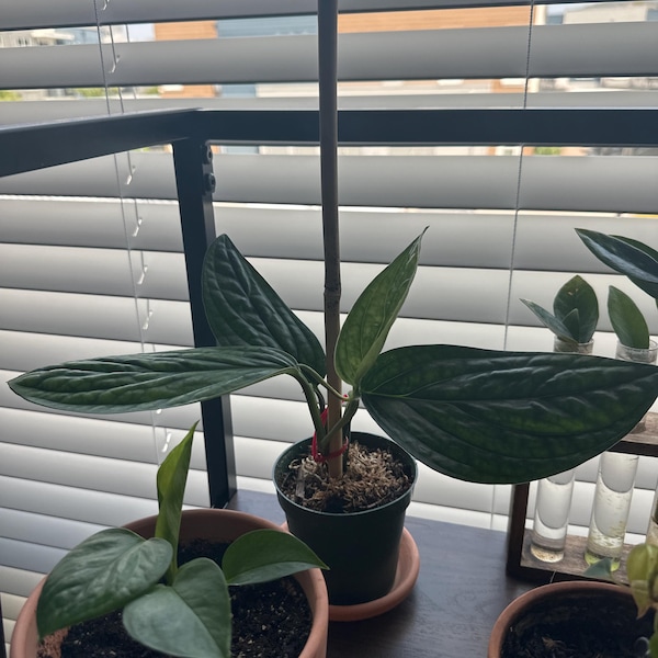Monstera Peru | Live Indoor & Outdoor Tropical Houseplant | Home and ...
