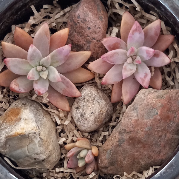 Darley Sunshine Succulent Plant Cutting | Graptosedum Carnicolor | Pink ...