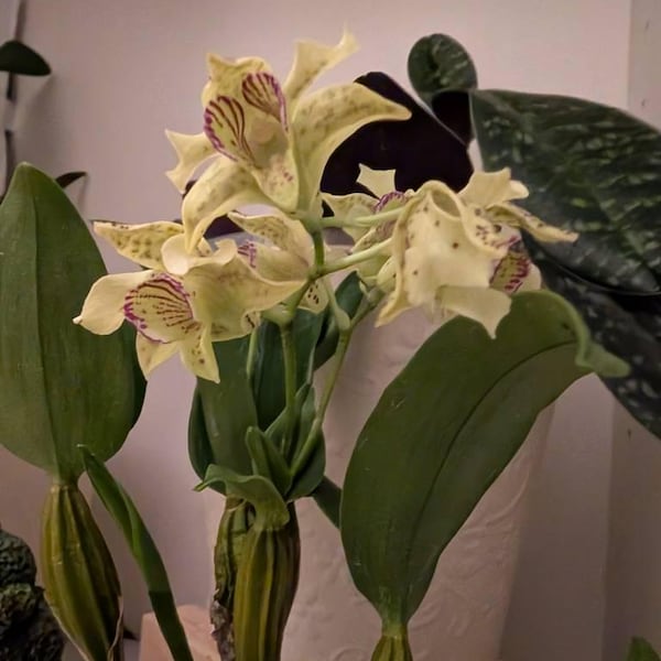 Orchid Plant LIVE Dendrobium Alice Iwanaga | Rare BLOOMING SIZE Indoor ...