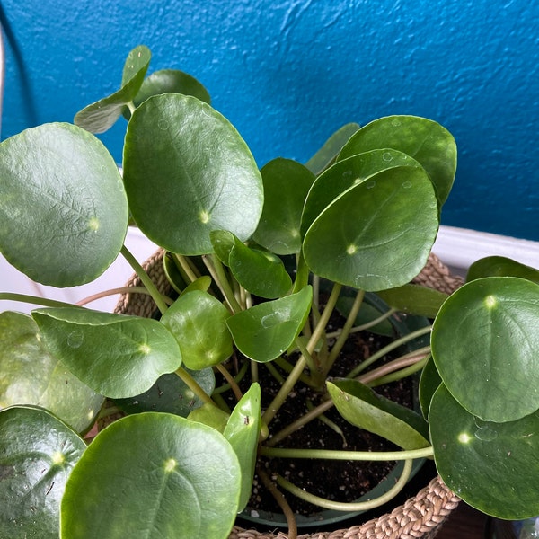 ONE Leucospermum Tango Pincushion 5gal Potted Plant Protea South Africa ...
