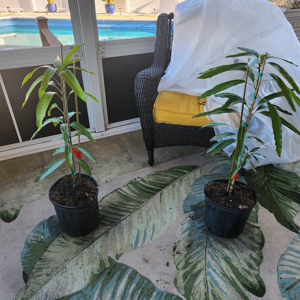 Grafted Dwarf CARA CARA Navel Orange Citrus Tree 2-3ft Tall. We Ship to ...