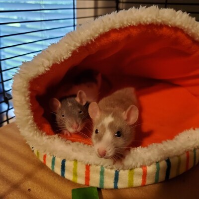 Tiny Flavored Balsa Triangles pkg of 20 Fruit Flavored Chew - Etsy