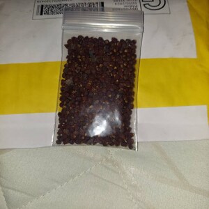 PIMIENTA DE GUINEA (ataare) Religion Yoruba Ifa Orula Africa Orunmila ...