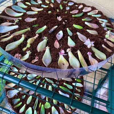 Succulent Leaf Starters Propagation - Etsy