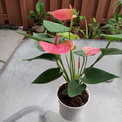 Pink Anthurium 4 From Tropical Ambiance - Etsy