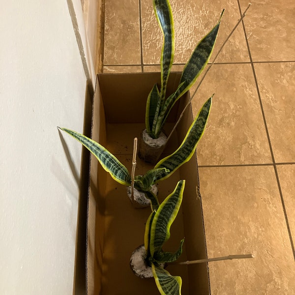 Sansevieria Trifasciata, Snake Plant Laurentii, 4"pot Indoor Air ...