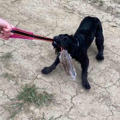 Paws Made Bunny Bungee Rabbit Fur Dog Tug High Reward Agility Flyball ...