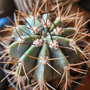 Large Form Curiosity Plant Cactus Cereus Peruvianus Monstrose - Etsy