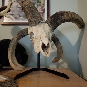 European Skull Mount Table Top Display - Etsy