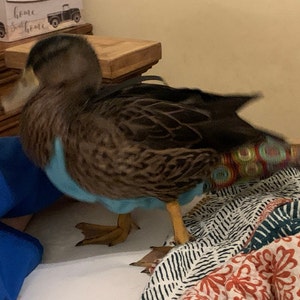 Leashes for Chicken / Duck Diapers | Etsy