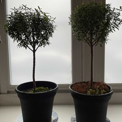 Myrtle Topiary 6 Pot Real Live Topiary Plant - Etsy