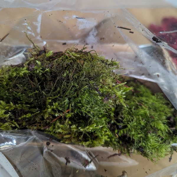 Live Sheet Moss - for Terrariums, Vivariums, Moss Gardens - Etsy
