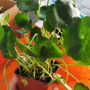 Hydrocotyle Vulgaris Copper Coin Plant, Chinese Coin Plant Marsh ...